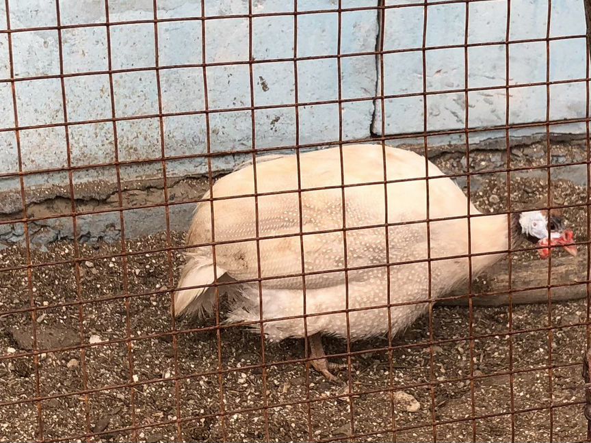 Цесарь самец