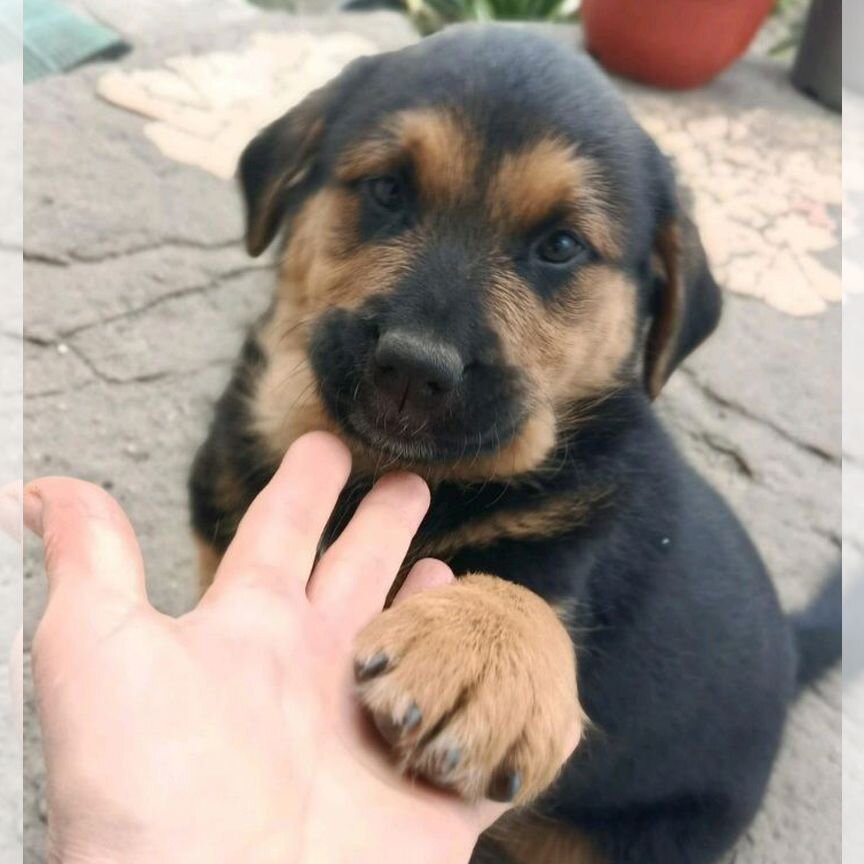 Щенок в добрые руки