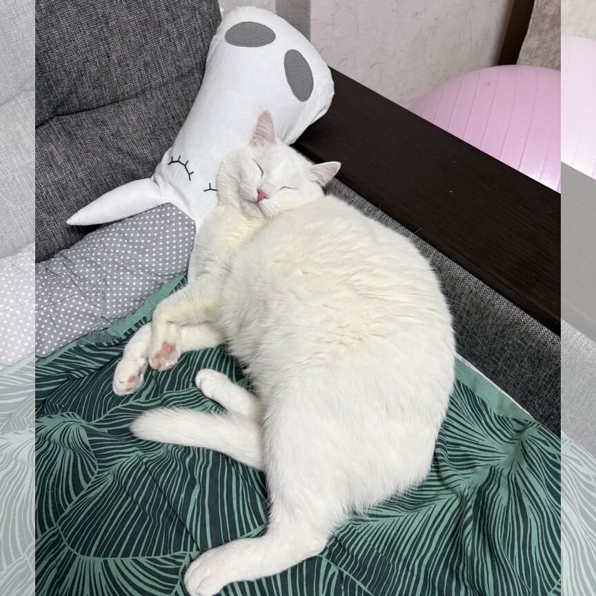 Взрослый кот в добрые руки