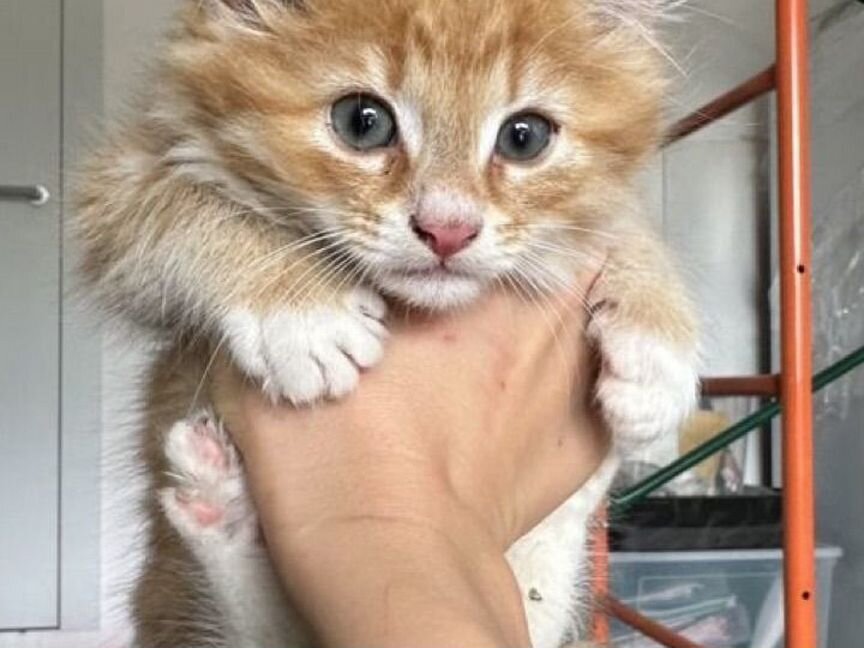 Котенок кот рыжий в добрые руки бесплатно