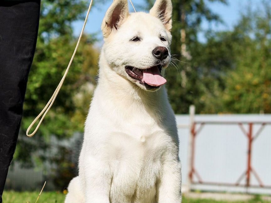 Щенки американской акиты