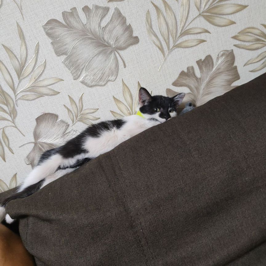 Черный котенок