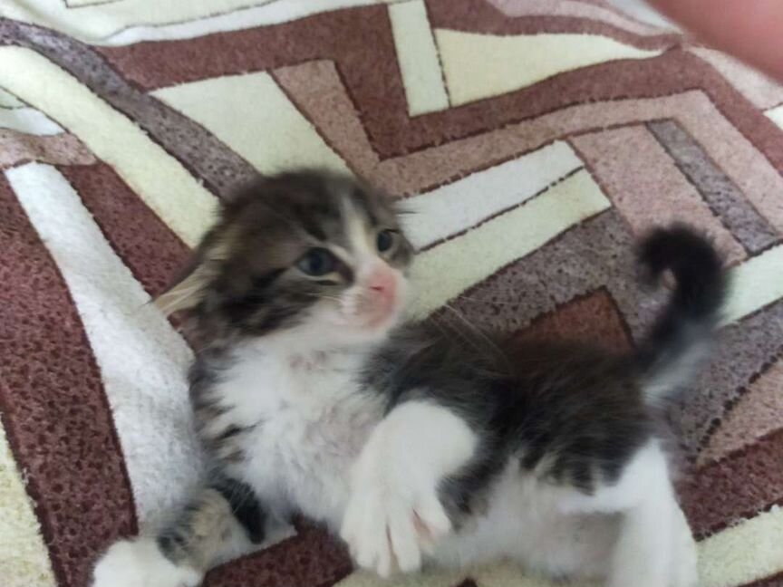 Котенок в дар, миски, туалет. Мальчик