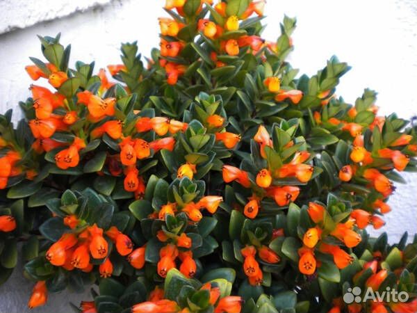 Нематантус Золотая рыбка отростки купить в Москве | Товары для дома и ...