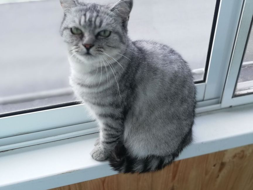 Кошечка