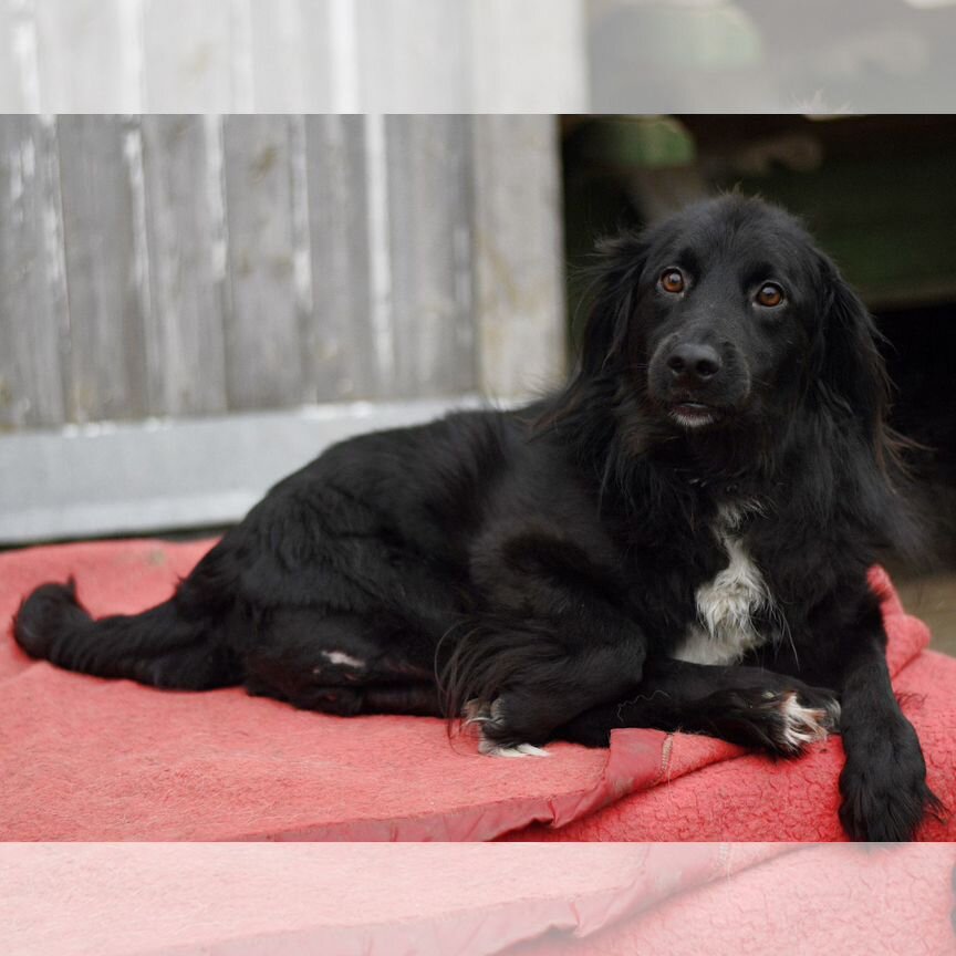 Взрослая собака в добрые руки