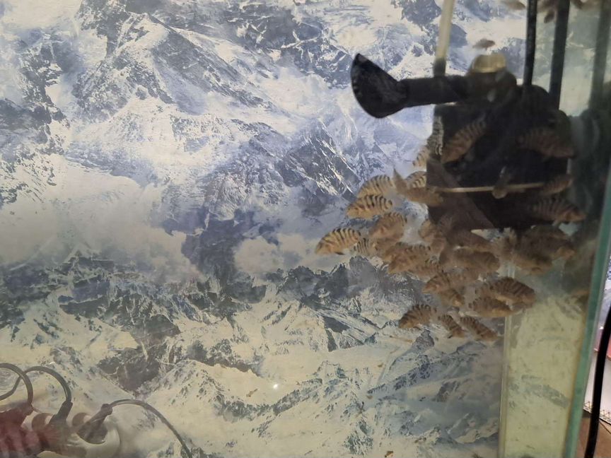 Мальки цихлид чернополосиков