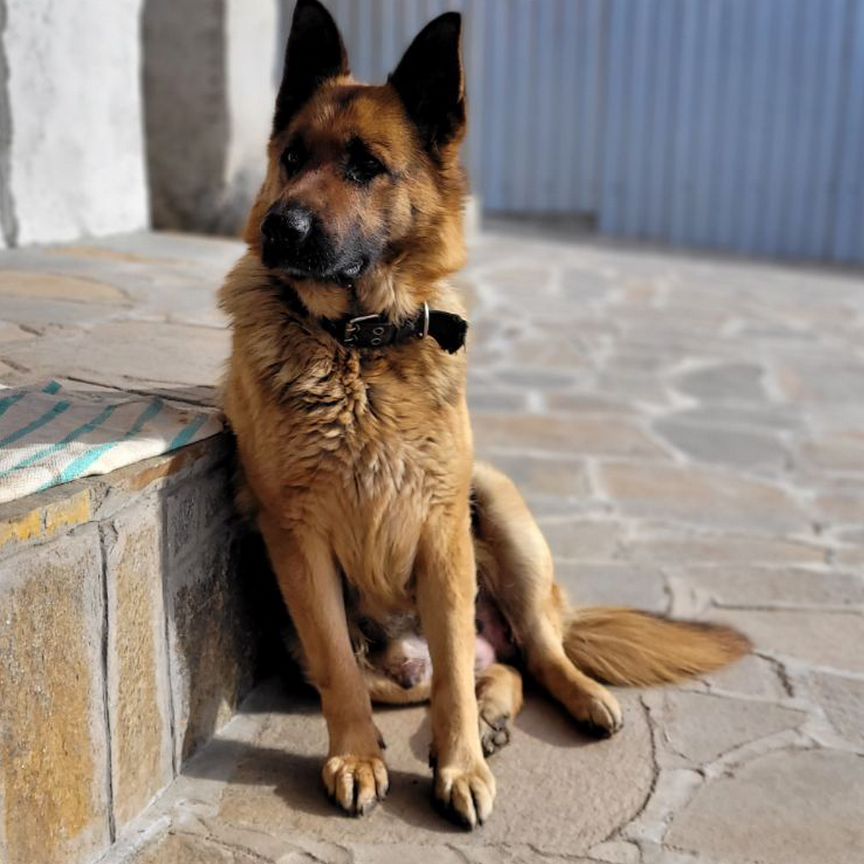 Немецкая овчарка, щенок