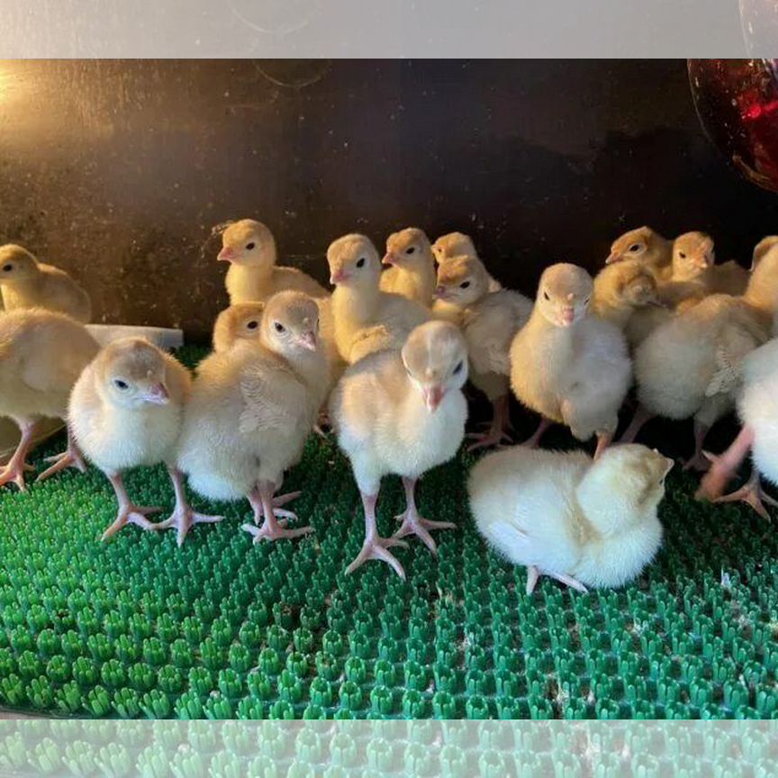 Индюки индюшата. Тяжёлый кросс