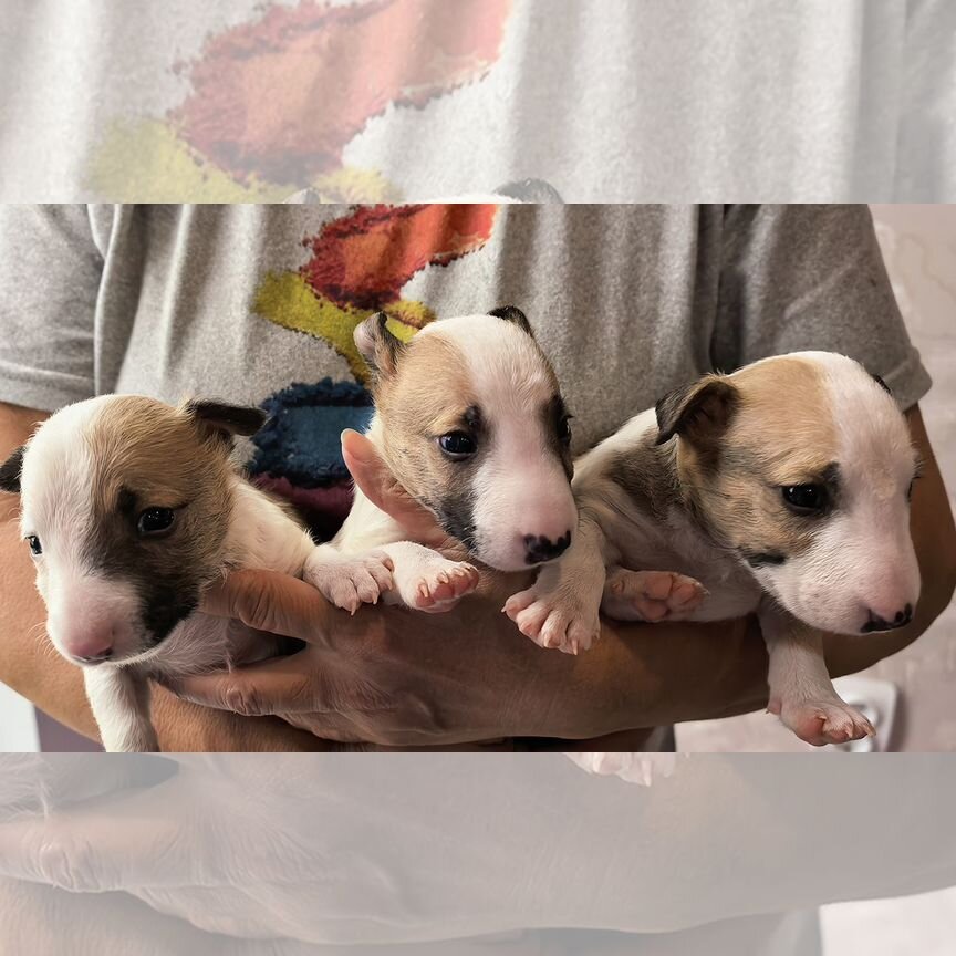 Мини-бультерьер, щенок