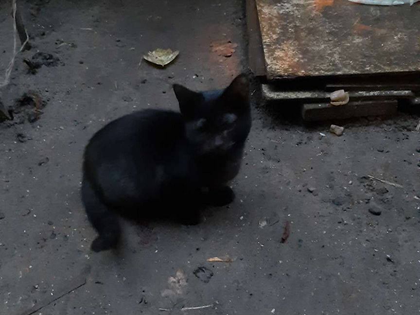Черный котенок. Шустрый котенок. Котенок подкидыш