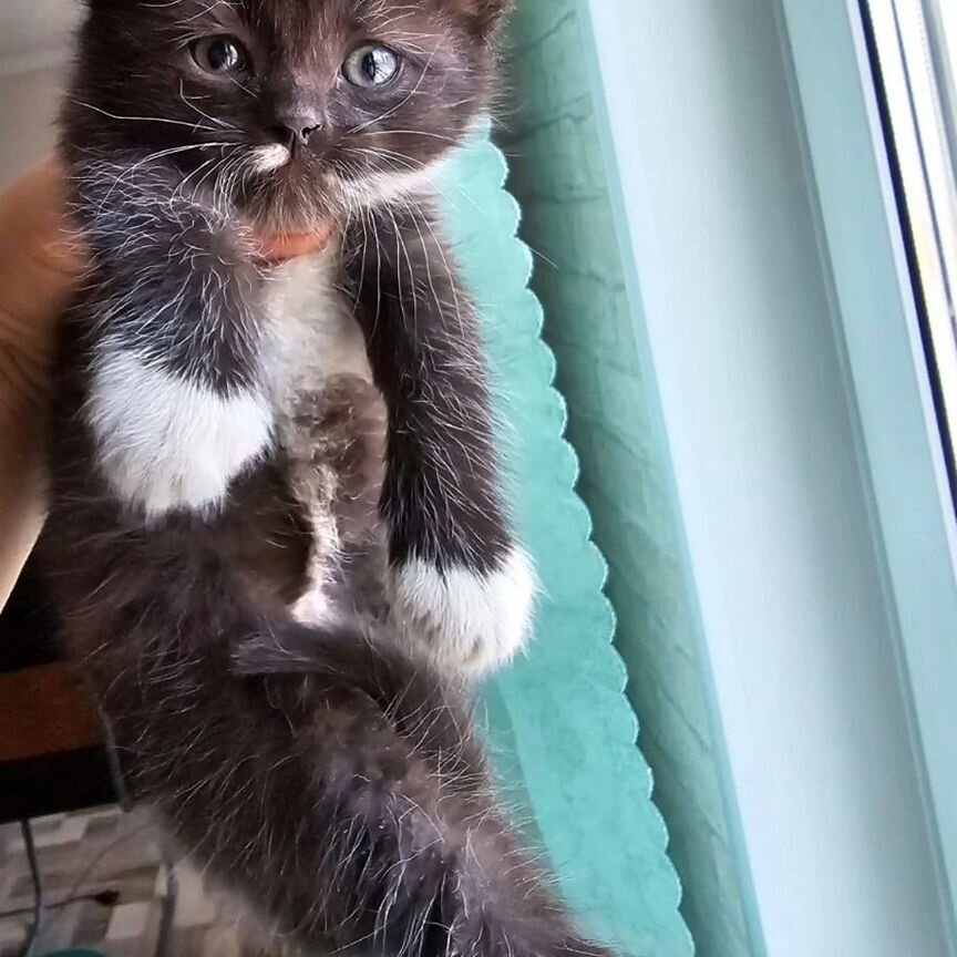 Найдена кошка с котенком