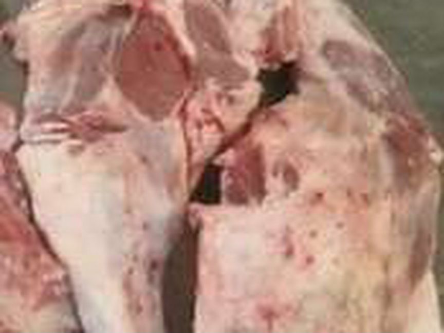 Телятина без кости для собак