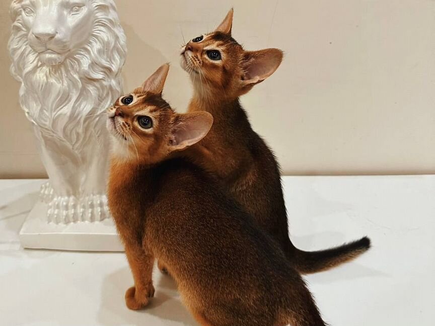 Клубные Абиссинские котята