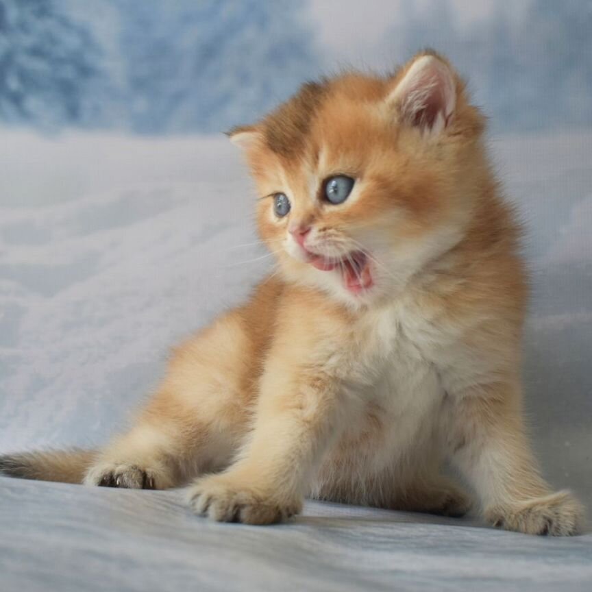 Британский короткошёрстный котёнок