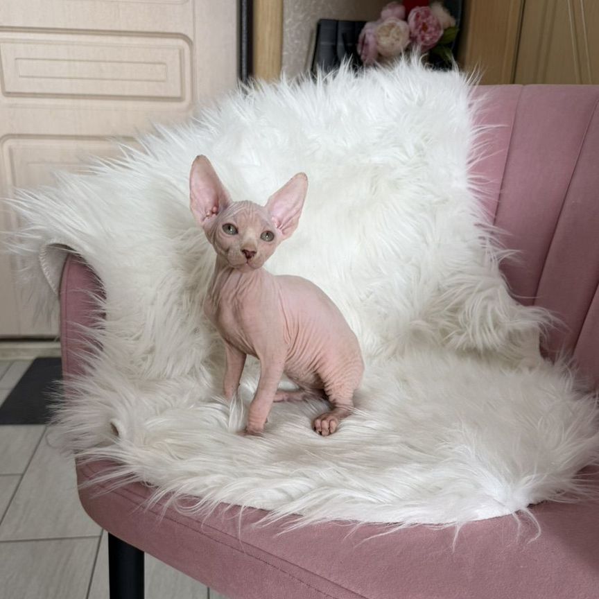 Канадский сфинкс котёнок