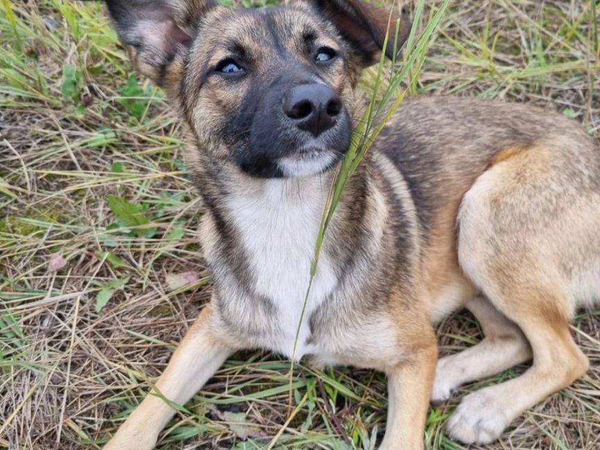 SOS Собачка в добрые руки