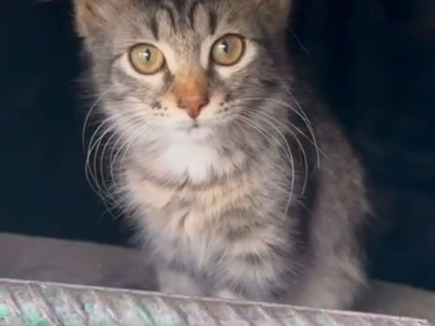 Пушистик котенок Кузьма ищет дом