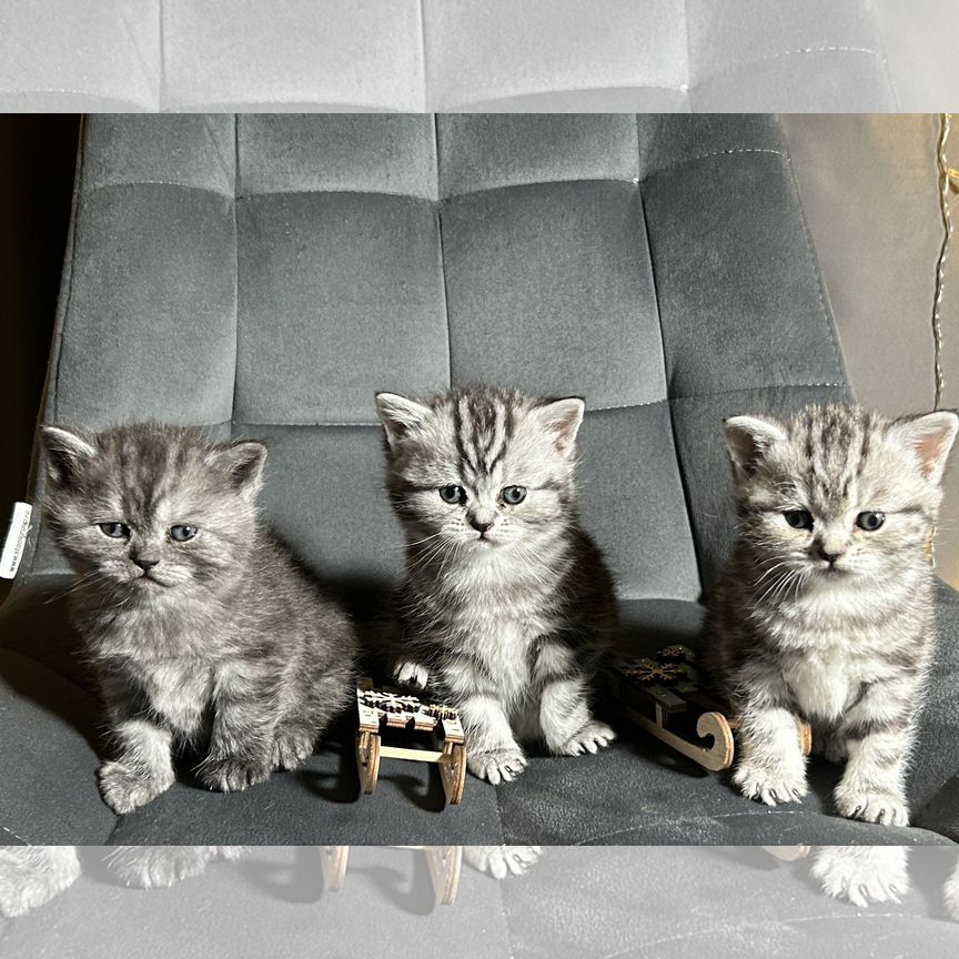 Шотландские котята