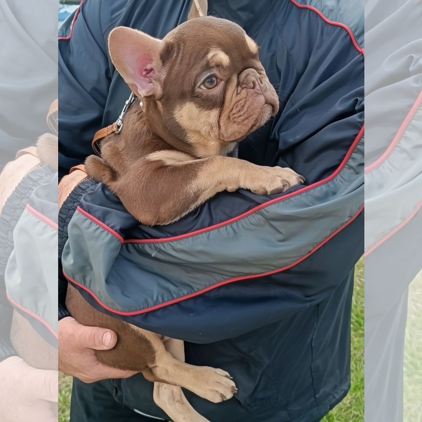 Французский бульдог, щенок