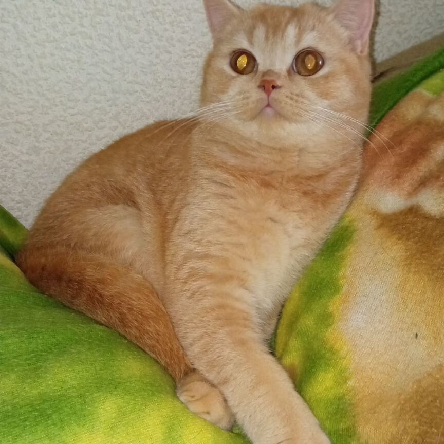 Красная британская леди