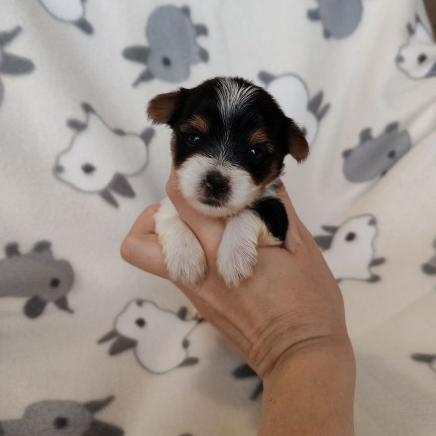 Щенки бивер йорка