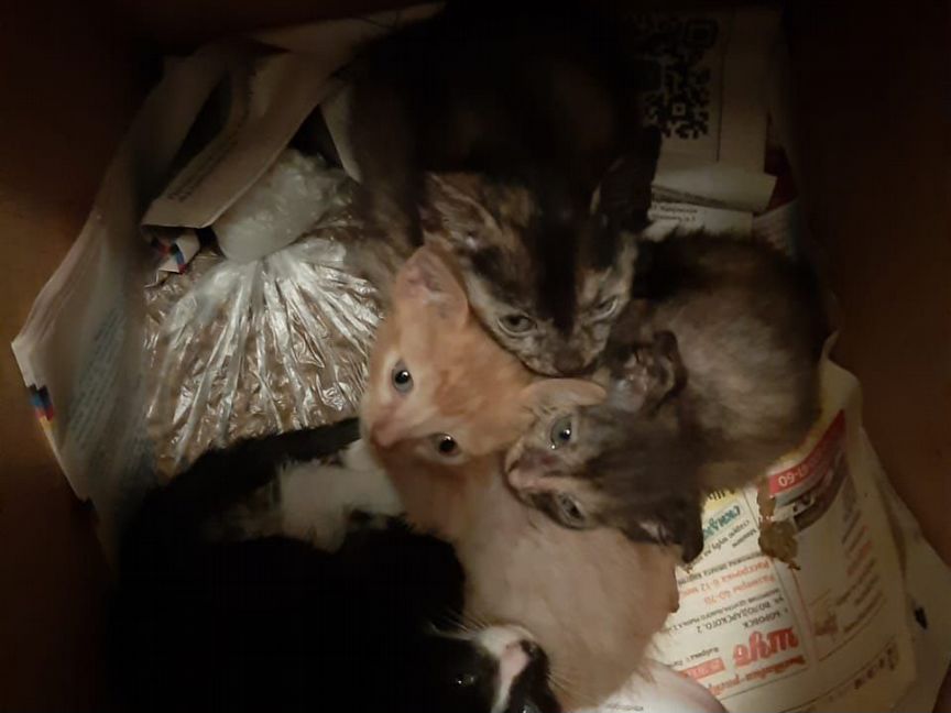 Коробка с котятами в подъезде