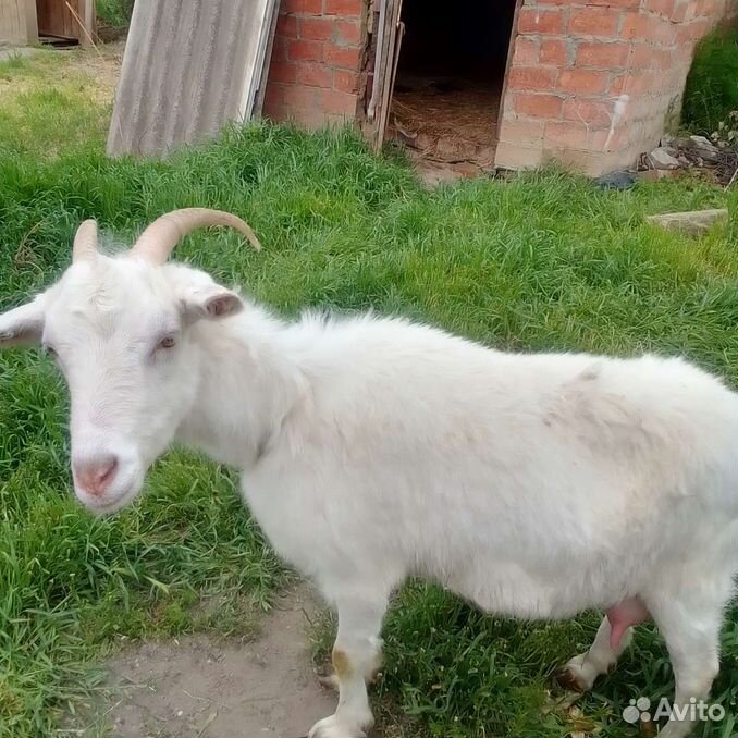 Козы и козлята