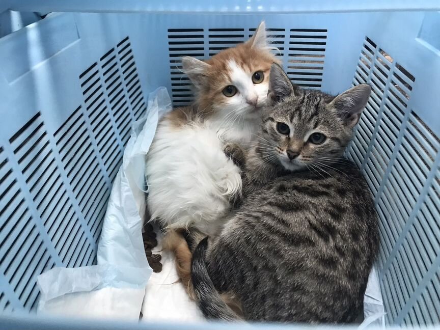 Котята в добрые руки мальчики
