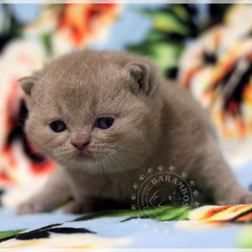 Британский короткошёрстный котёнок