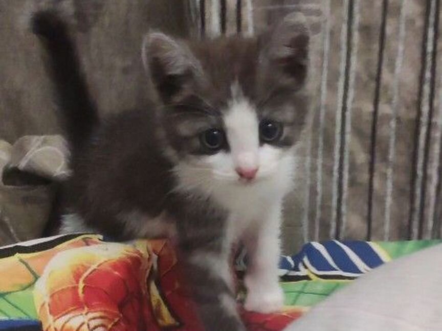 Котёнок 1.5 месяца