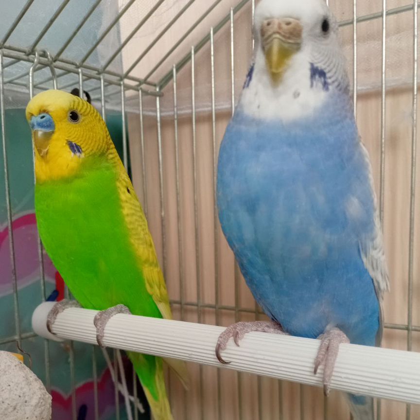 Два волнистых попугая с клеткой, кормом