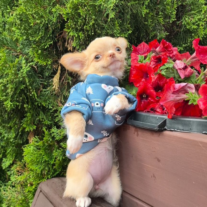 Девчишечка