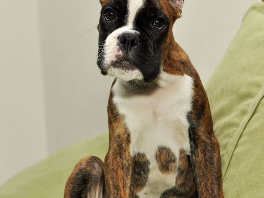 Щенок боксер мальчик