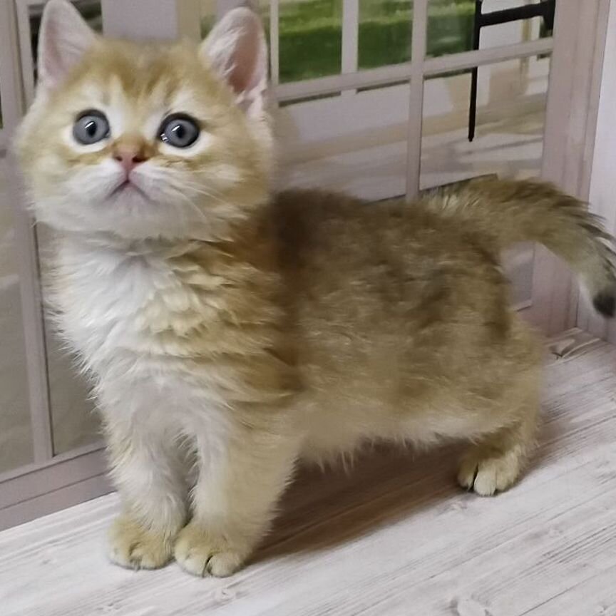 Золотая шиншилла