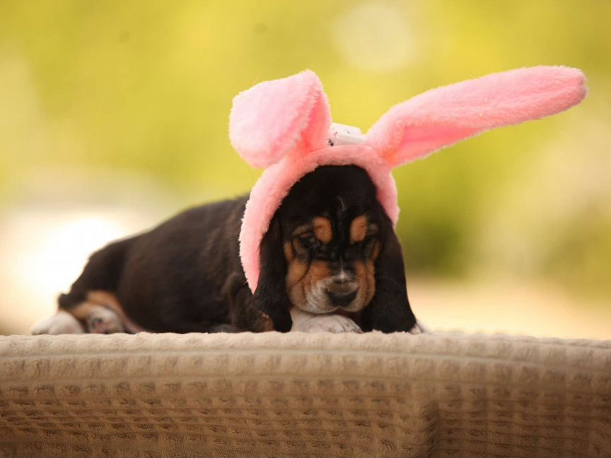 Щенки бассет хаунд