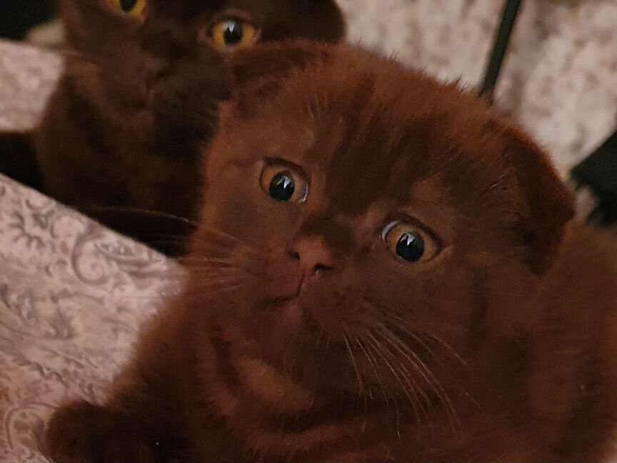 Шоколадные котятки