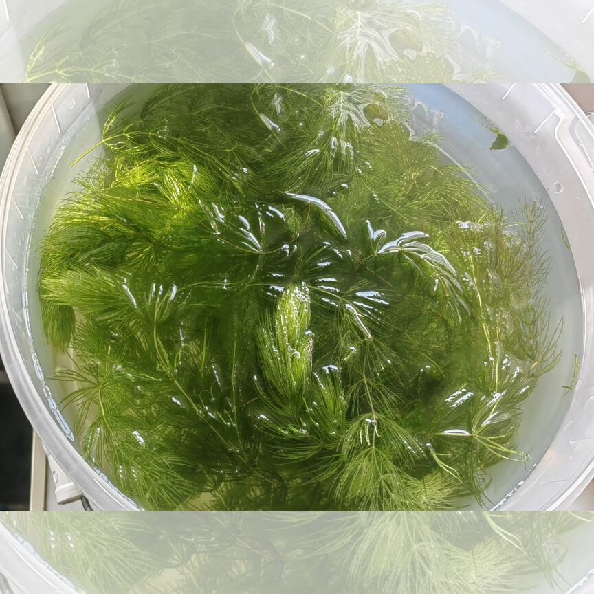 Роголистник бесплатно