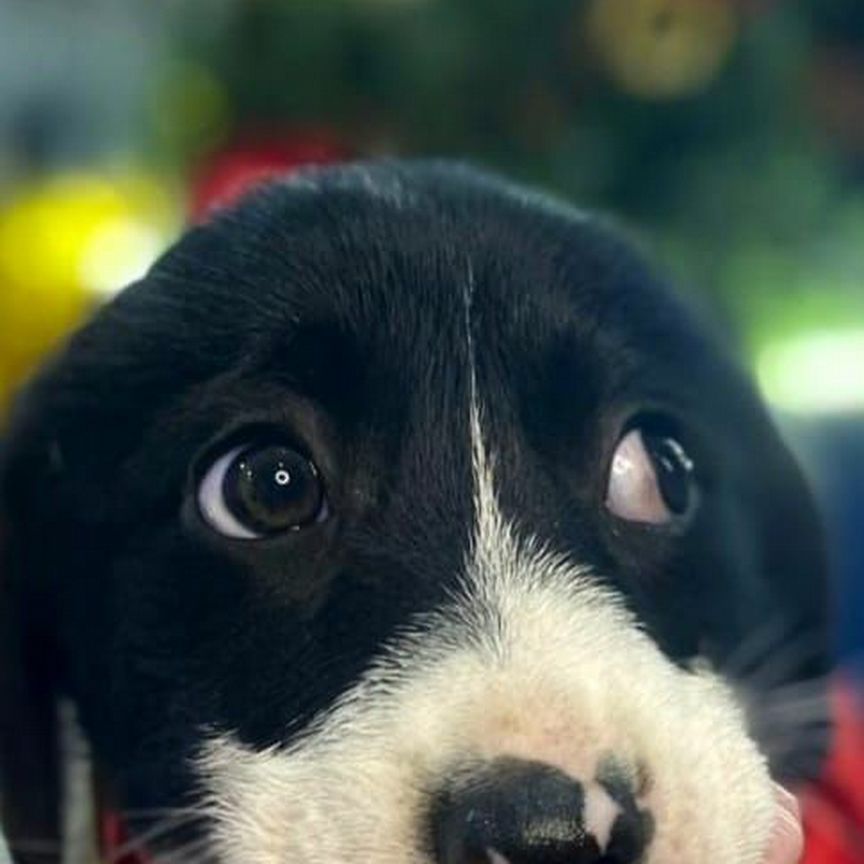 Непоседа Дана в дар