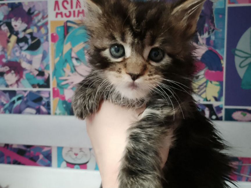 Котята мейн-кун