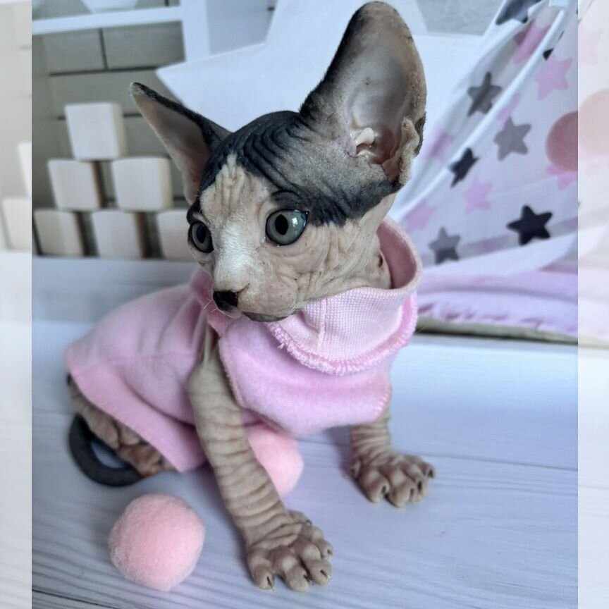 Канадский сфинкс котёнок