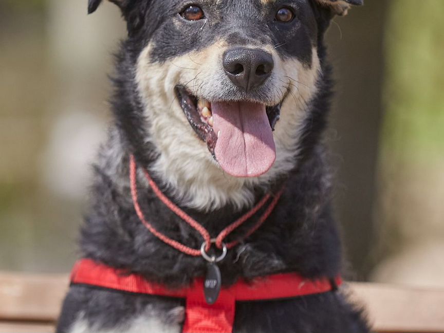 Купер - собака в добрые руки