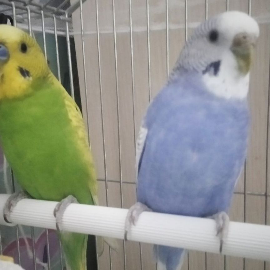 Два волнистых попугая с клеткой и кормом