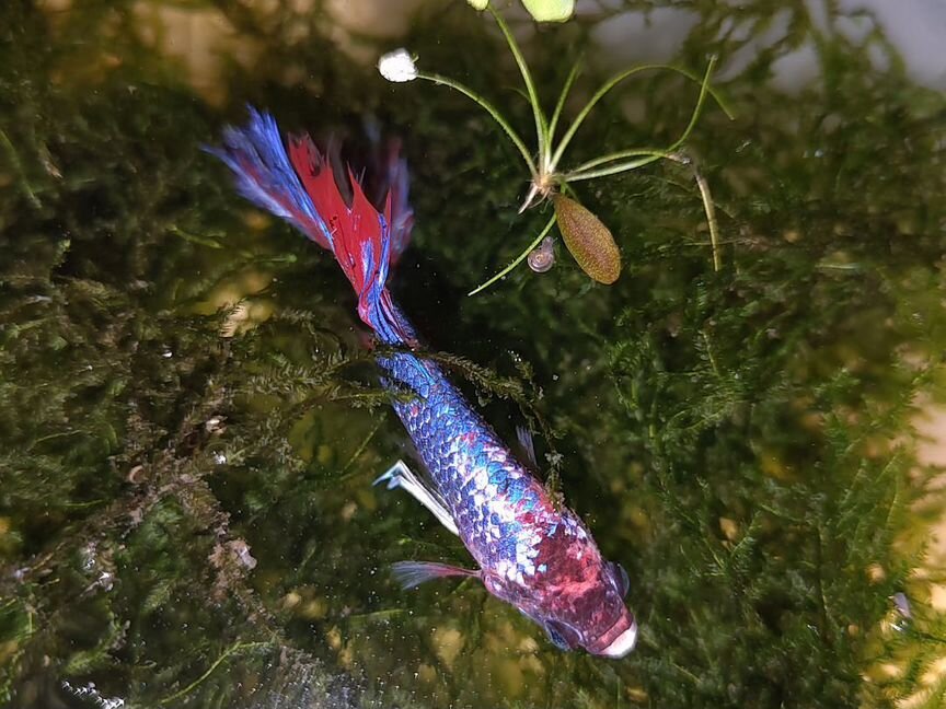 Петушок рыбка ждёт дом