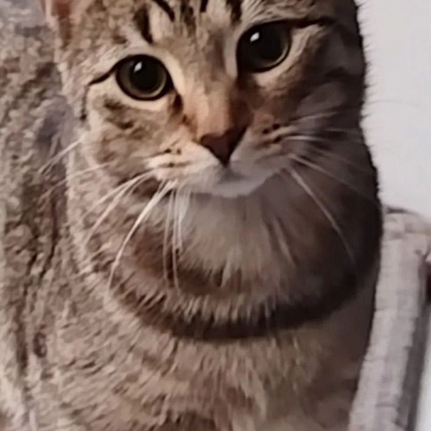 Котик 7 месяцев сидит в клетке