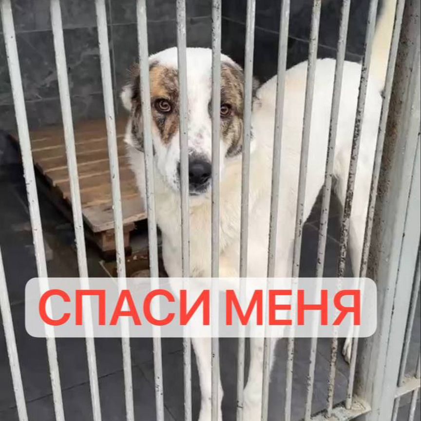 Среднеазиатская овчарка, взрослый пёс