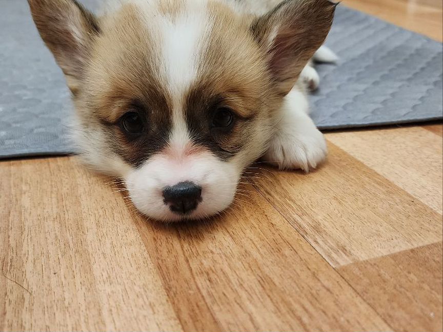 Щенки корги пемброк