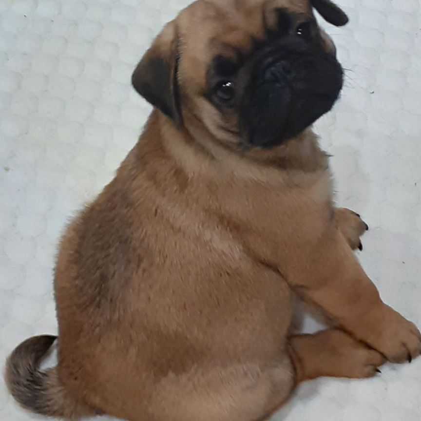 Малыш Арион