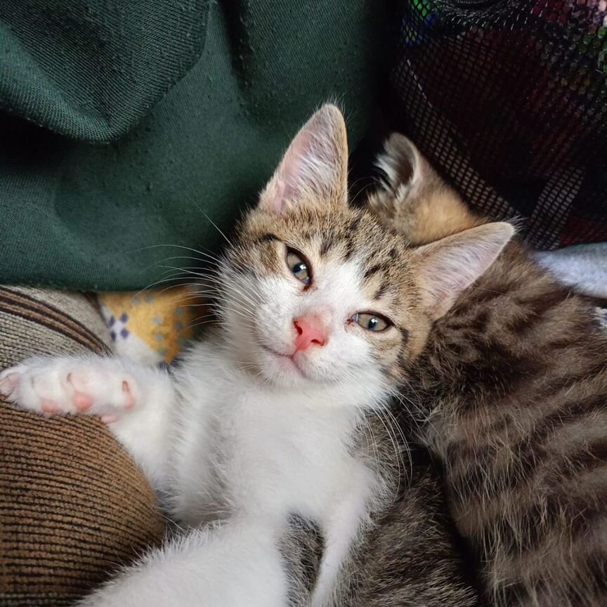 Котята в добрые руки