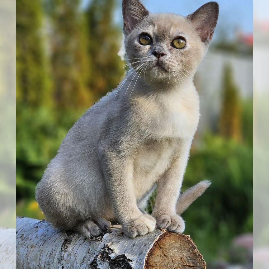 Бурманская